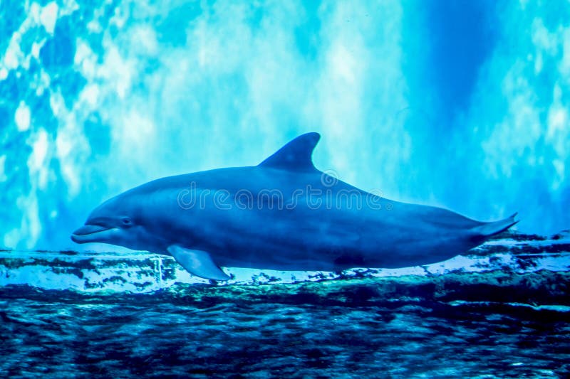 A Dolphin is Swimming in the See Water in Aquarium in Genua Italy Stock ...