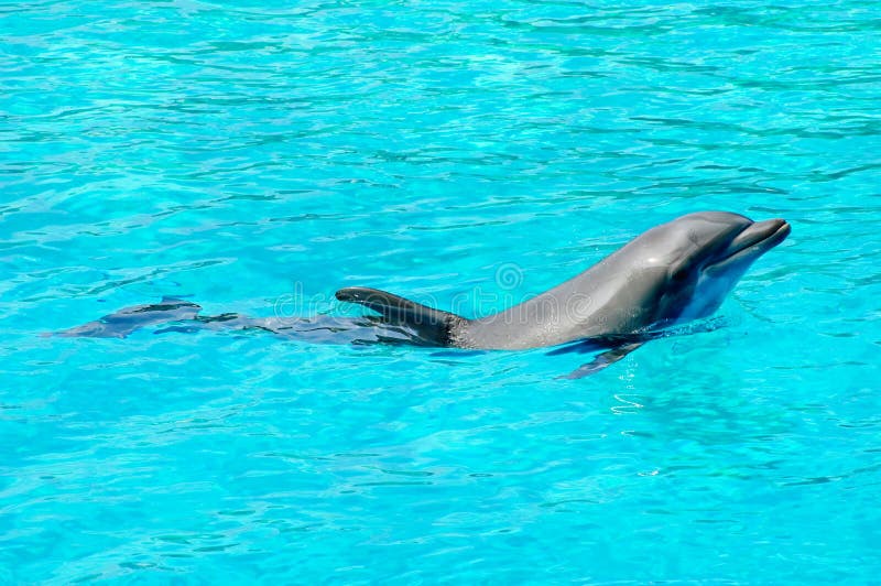 Dolphin swimming in a pool stock image. Image of common - 11264031