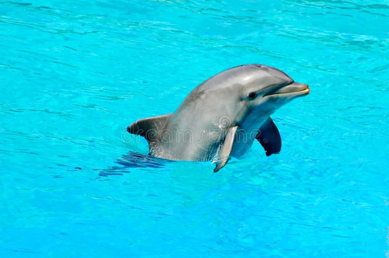 Dolphin swimming in a pool stock photo. Image of aquarium - 11264042