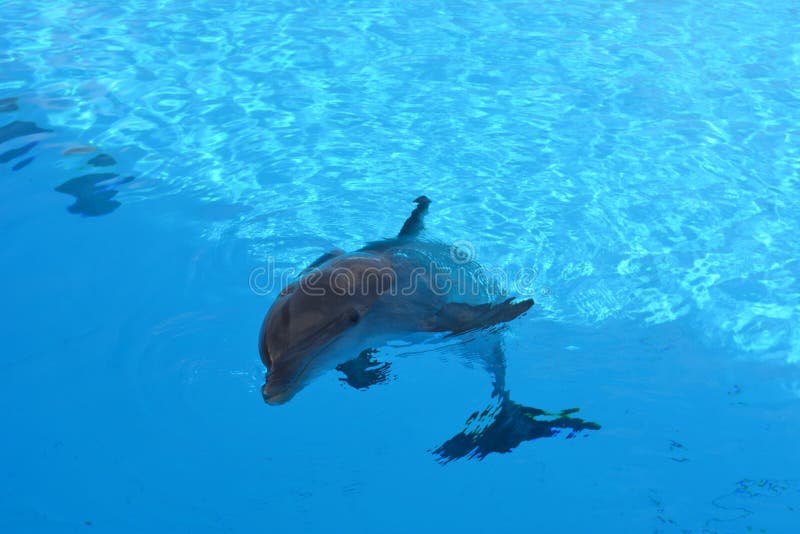 Dolphin stock photo. Image of fauna, travel, mammal, lastminute - 73663092