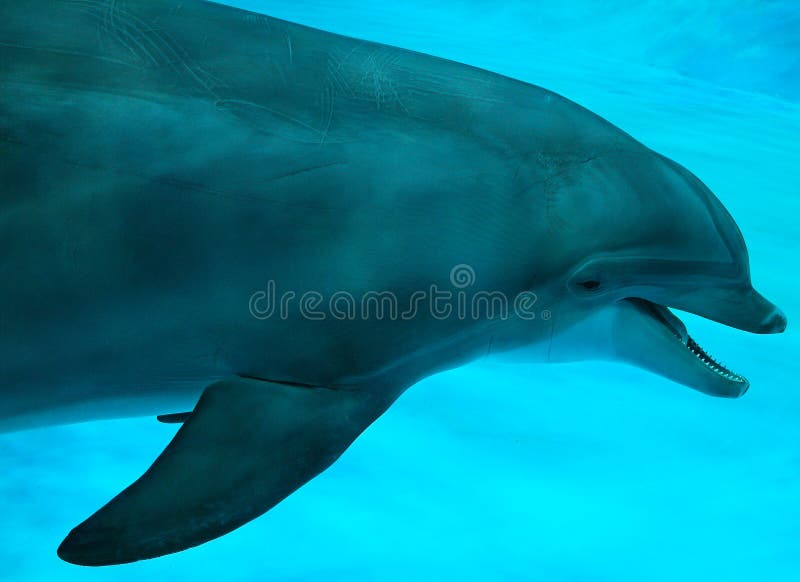 Dolphin Swimming in the Pool Stock Image - Image of head, aquarium ...
