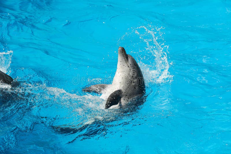 Dolphin Swimming in Pool at Marine Mammal Park Stock Photo - Image of ...