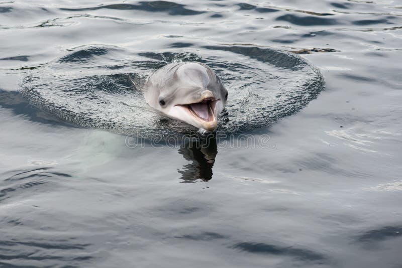 Dolphin Facing Stock Photos - Free & Royalty-Free Stock Photos from ...