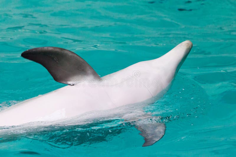 Dolphin Swims in a Large Pool Stock Image - Image of closeup, ocean ...