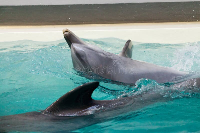 Dolphin Swims in a Large Pool Stock Image - Image of large, looking ...