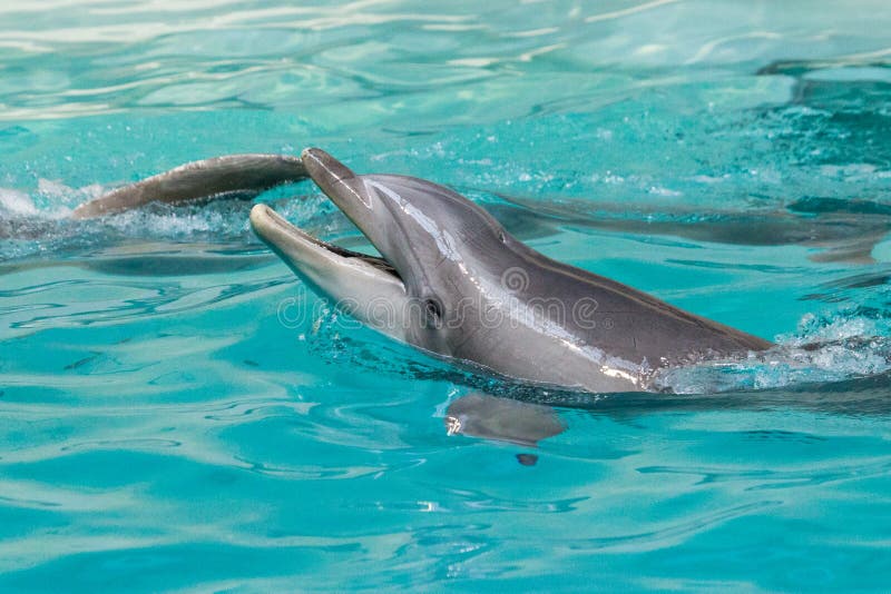 Dolphin Swims in a Large Pool Stock Image - Image of aquatic, mammal ...