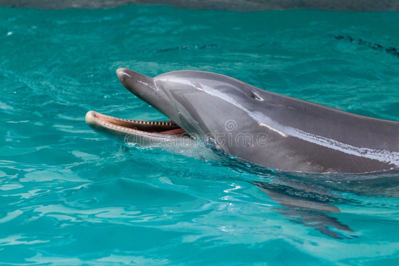 Dolphin Swims in a Large Pool Stock Image - Image of nature, diving ...