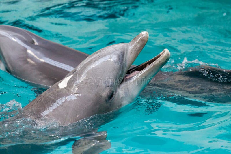 Dolphin Swims in a Large Pool Stock Image - Image of mammal, dolphins ...
