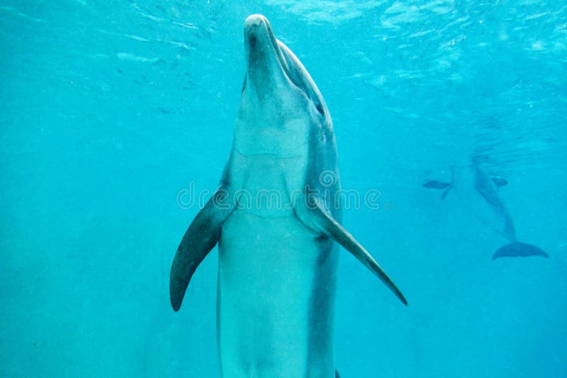 Dolphin Swims in a Large Pool Stock Image - Image of porpoise, smile ...