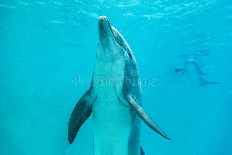 Dolphin Swims in a Large Pool Stock Image - Image of mammal, swim ...