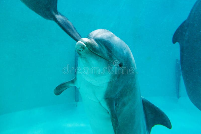 Dolphin Swims in a Large Pool Stock Image - Image of aquatic, swim ...