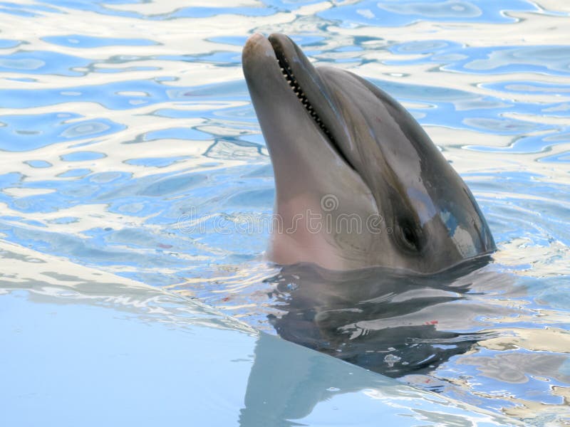 Dolphin in the pool stock photo. Image of ocean, atlantic - 111249006