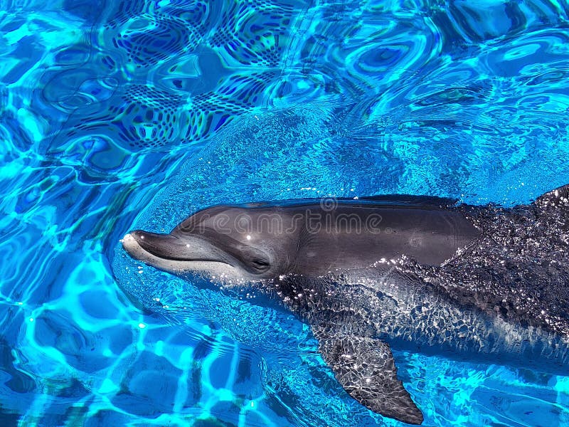 A Dolphin Swims in the Pool of Ocean Park Hong Kong Stock Photo - Image ...