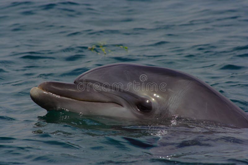 Smiling Dolphins in the Turquoise Water Stock Image - Image of dolphin ...