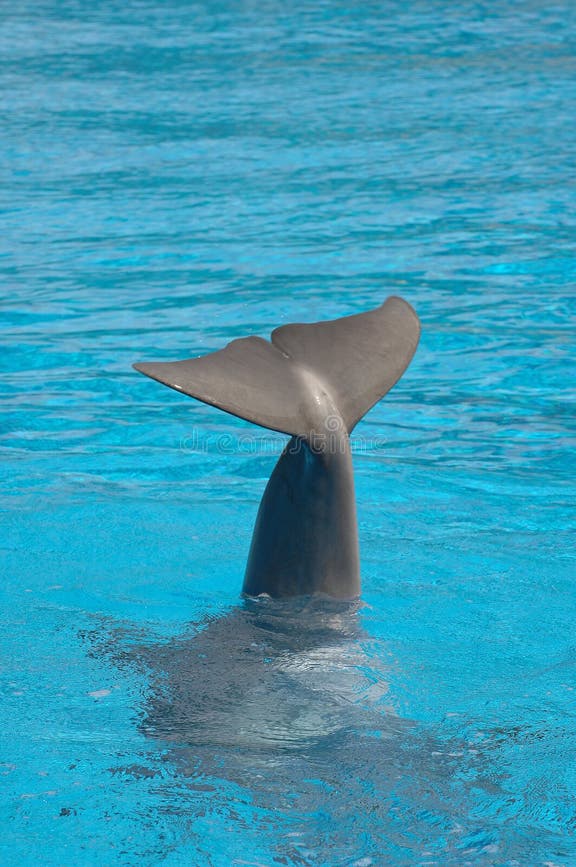 5,050 Dolphin Tail Stock Photos - Free & Royalty-Free Stock Photos from ...