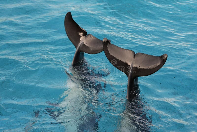 Dolphin Tail Fins stock photo. Image of bottlenose, flukes - 9950840