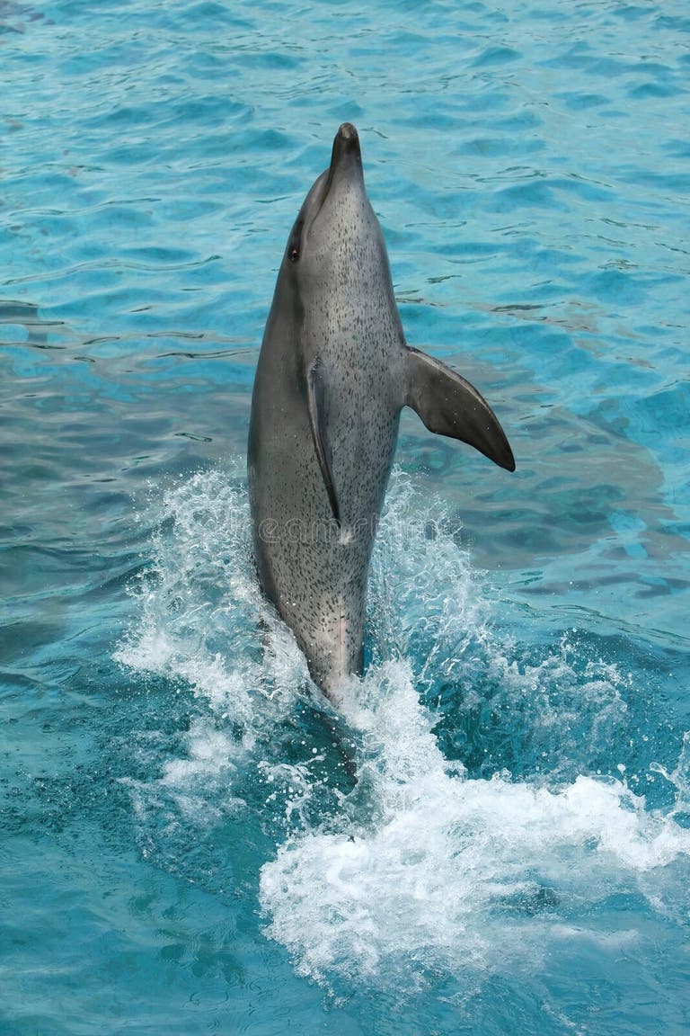 3,391 Dolphin Tail Stock Photos - Free & Royalty-Free Stock Photos from ...