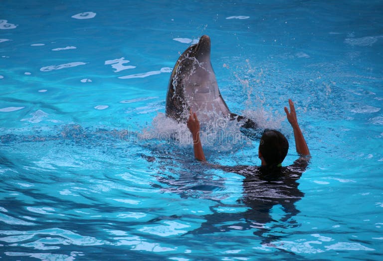 Dolphin and Trainer stock image. Image of beauty, train - 839611