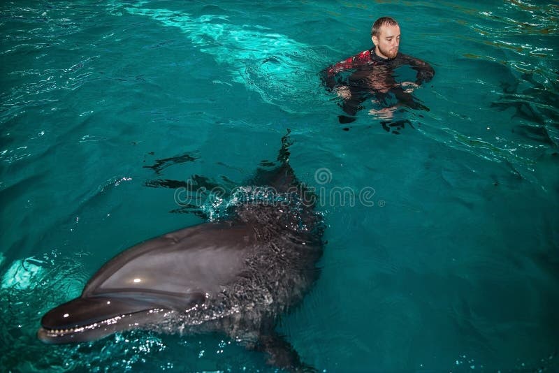 Dolphin Trainers Train in the Pool Stock Photo - Image of dolphin, swim ...
