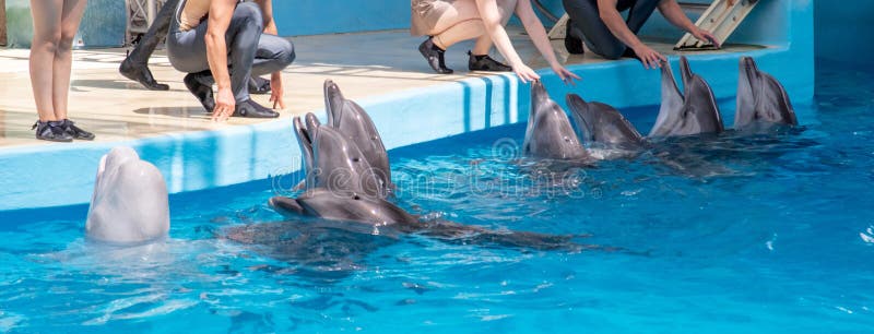 Dolphin Training in the Pool Stock Image - Image of tame, wildlife ...