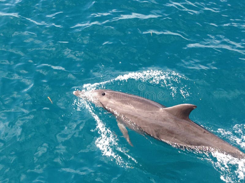 A Dolphin in Turquoise Seas Stock Photo - Image of pacific, south ...