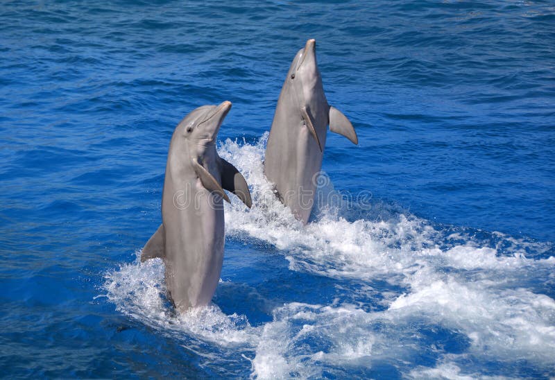 Dolphin stock image. Image of nature, enjoy, flippers - 94867661