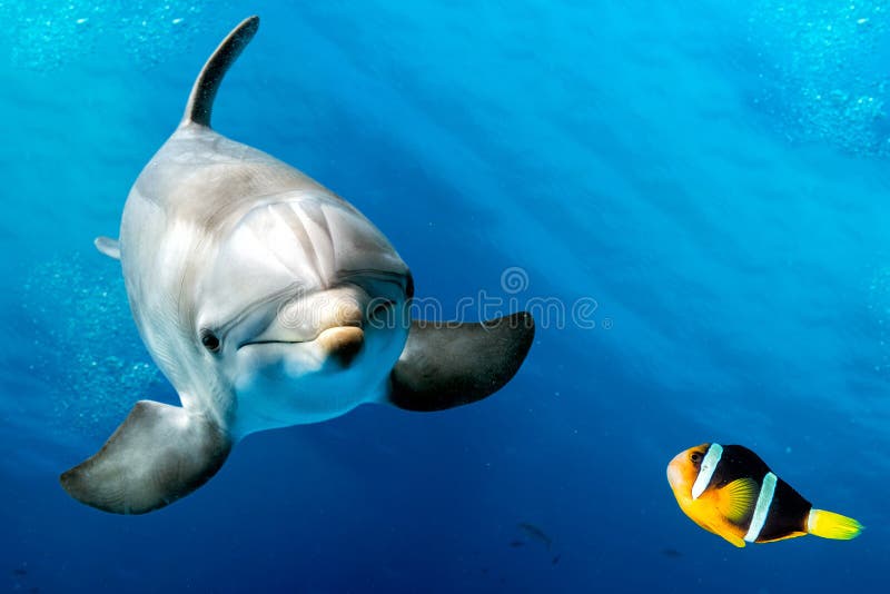 Dolphin Underwater Looking at You Stock Photo - Image of dolphins, reef ...