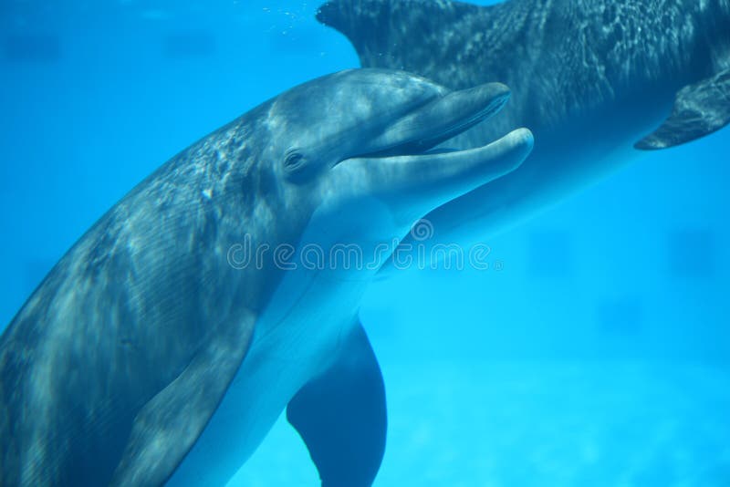 Dolphin Underwater Laughing Stock Image - Image of nose, aquatic: 9298327