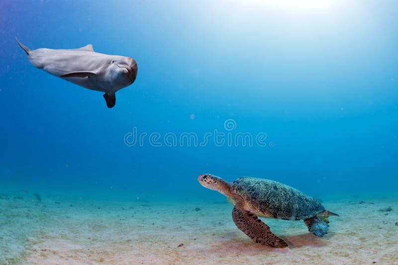 Dolphin Underwater Meets a Turtle Stock Image - Image of life, dolphins ...