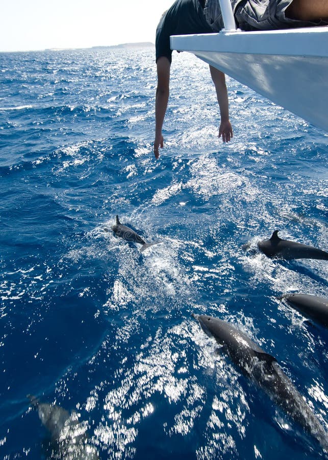 Dolphin Watching stock image. Image of jumping, marine - 12734257
