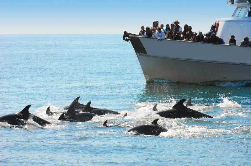 Dolphin watching editorial photo. Image of deck, attraction - 24682726