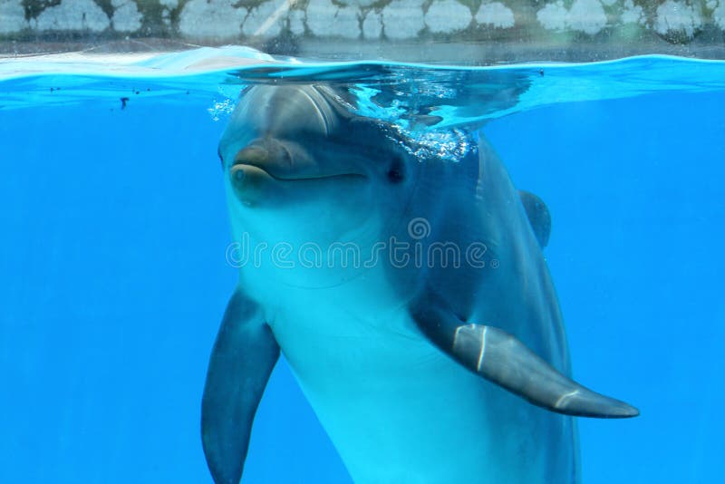 Dolphin Watching the Camera Stock Photo - Image of lovely, mammal: 14514910