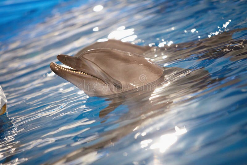 Dolphin in water stock photo. Image of head, funny, alive - 15302110