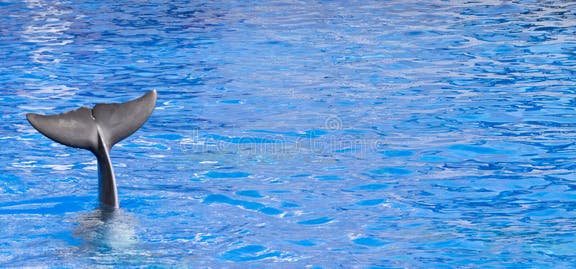 Dolphin Waving Goodbye with Tail Stock Image - Image of tropical ...