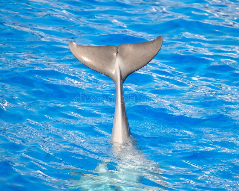 Dolphin tail waving stock photo. Image of dolphins, marine - 1065952