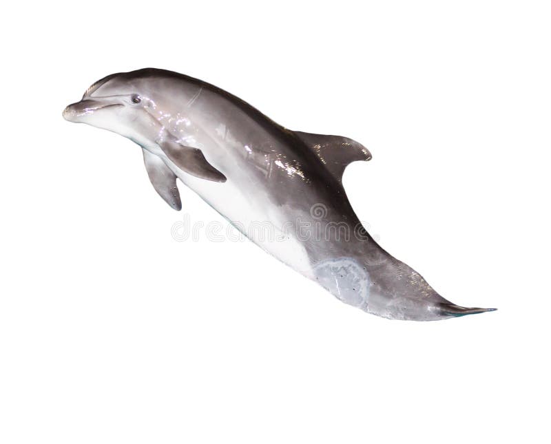 2,351 Dolphin White Background Stock Photos - Free & Royalty-Free Stock ...