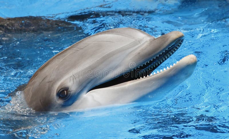 Dolphin Head - Stock Photo stock image. Image of cute - 26756791