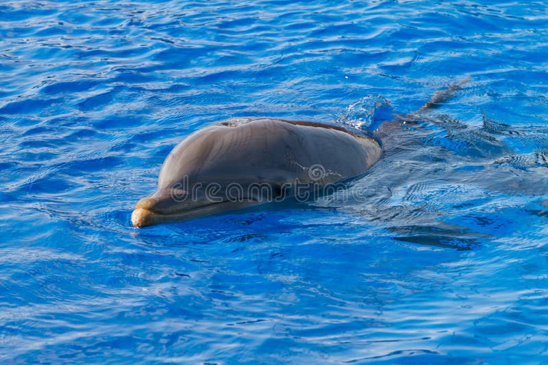 F1 2006 - Michael Schumacher Ferrari Editorial Photography - Image of ...