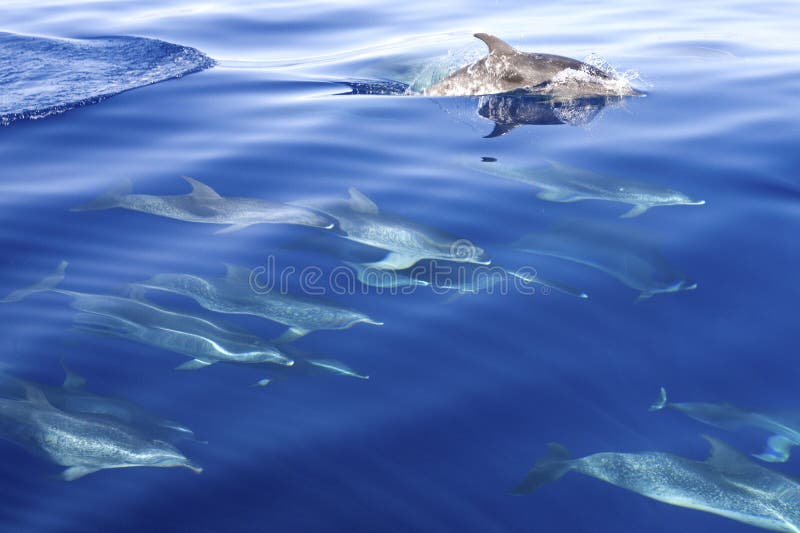 Top View of Bottlenose Dolphins in Sea Water Stock Image - Image of ...