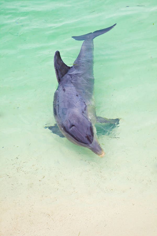 Dolphin Bahamas stock photo. Image of bahama, dolphins - 69980234