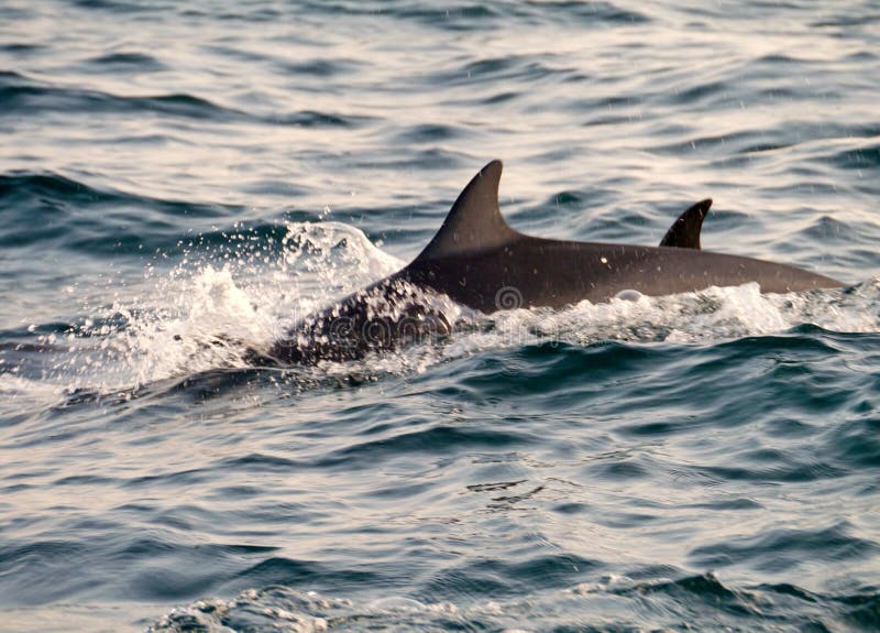 Dolphins stock image. Image of mammals, oriental, mammal - 29199981