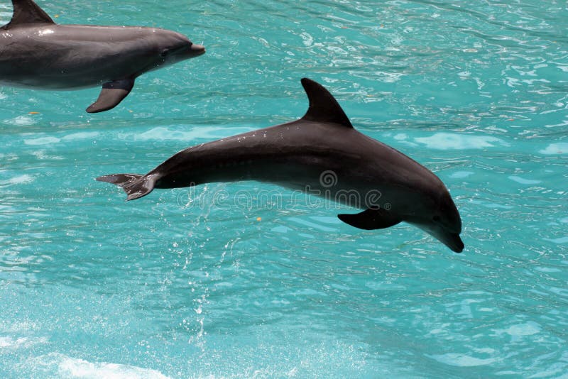 Dolphin splash stock photo. Image of animals, drop, land - 9711070