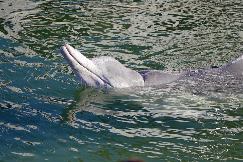 Dolphins stock photo. Image of dolphins, queensland - 100993480
