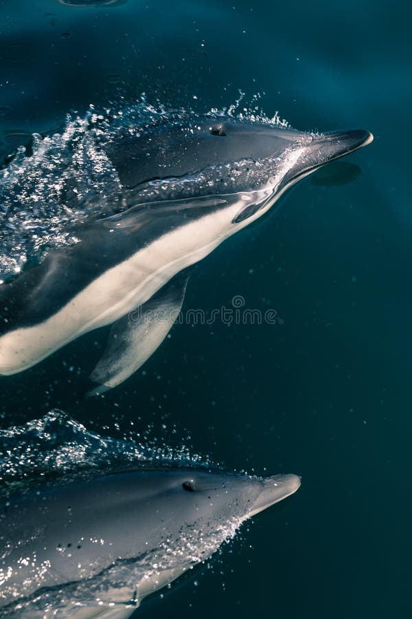 Couple of Dolphins stock photo. Image of friend, friendly - 14624132