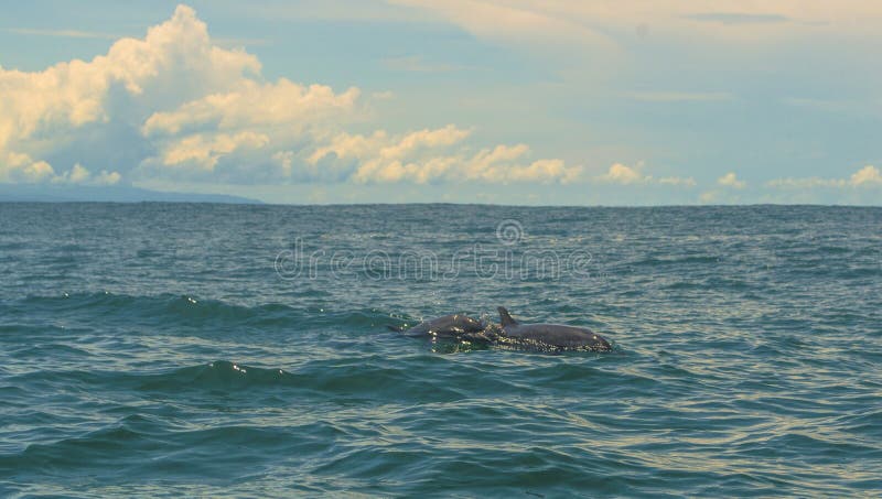 Dolphins in Costa Rica stock image. Image of bottlenose - 55918389