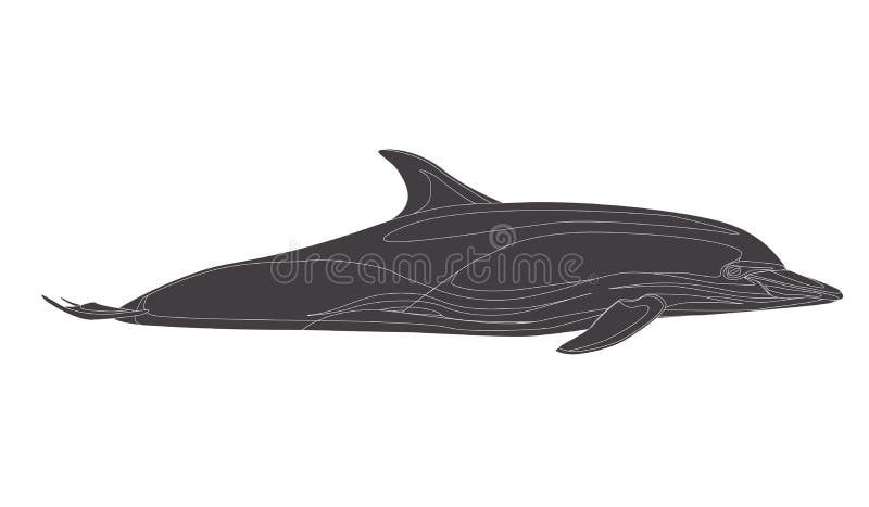 Dolphins Cute Dolphin Illustration. Color Dolphin. Delphinus Delphis ...