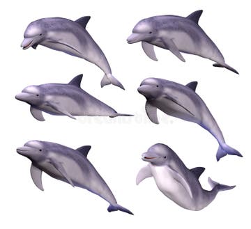 Dolphin Poses Stock Illustrations – 489 Dolphin Poses Stock ...