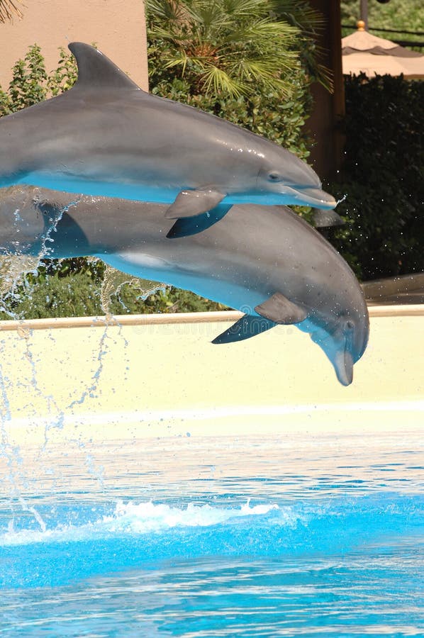 Bottlenose Dolphin Pair stock image. Image of water, dolphin - 18357375