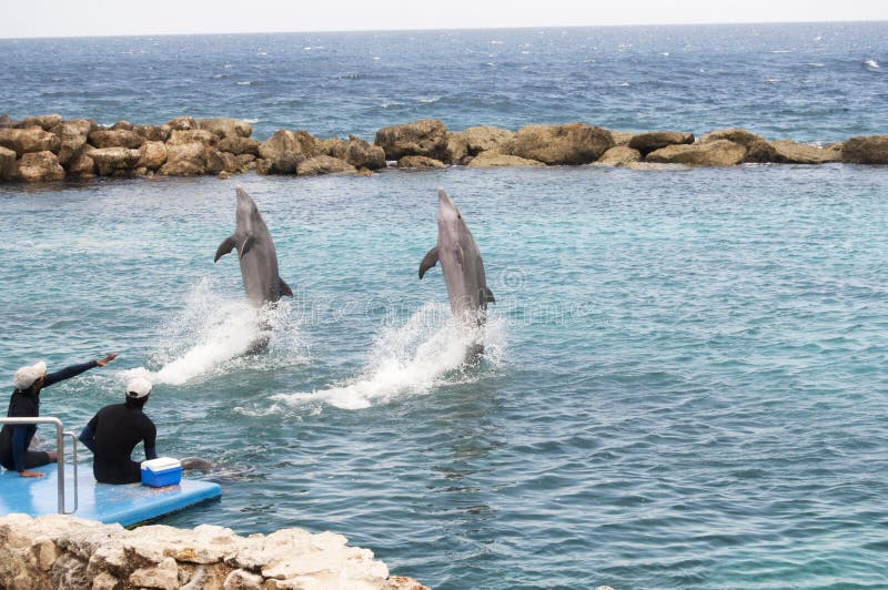 Dolphin Doing Trick With Ball Stock Photo - Image of blue, balancing ...