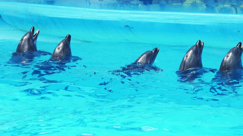 Group of Dolphins Surfacing in a Vibrant Turquoise Pool, Showcasing ...